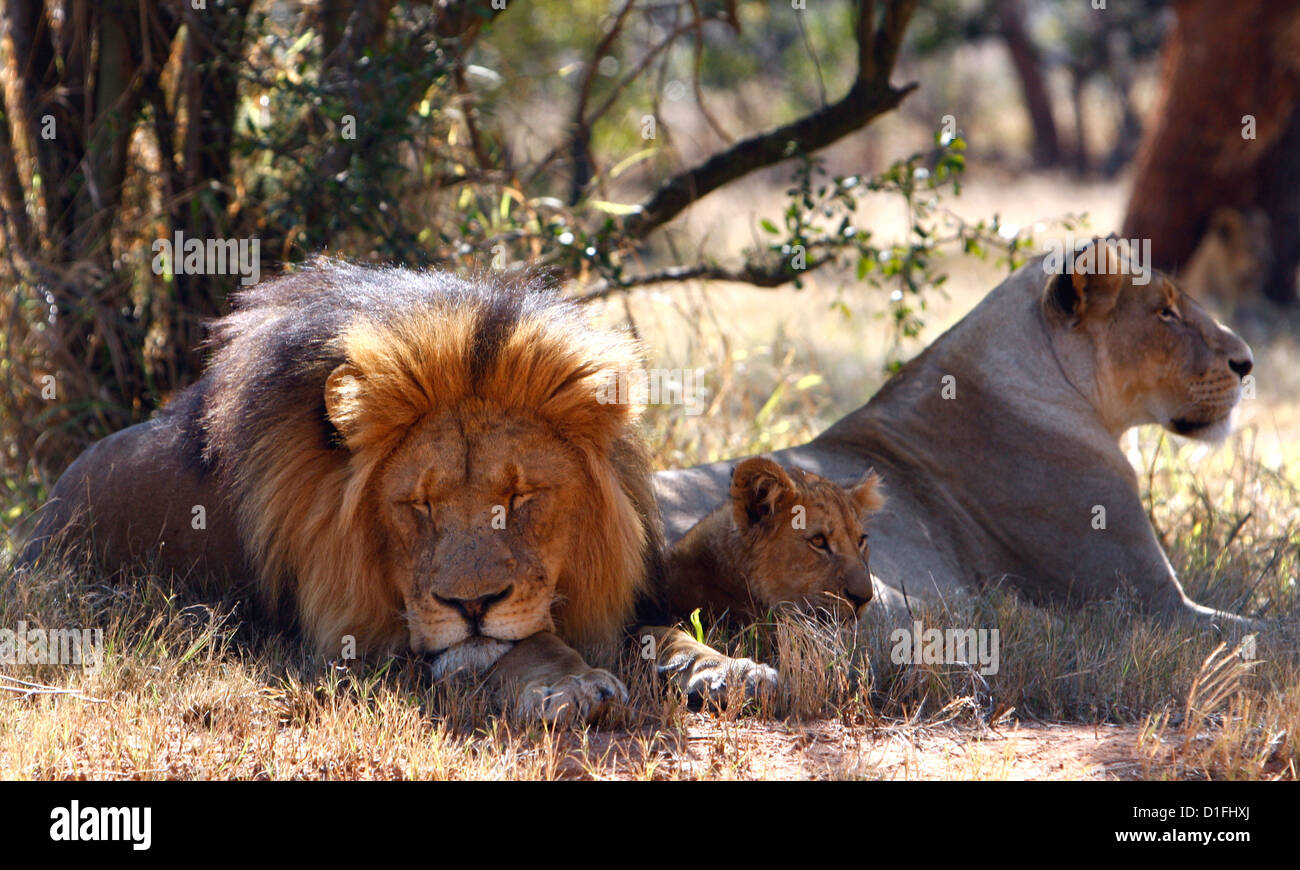 Male and female lion hi-res stock photography and images - Alamy