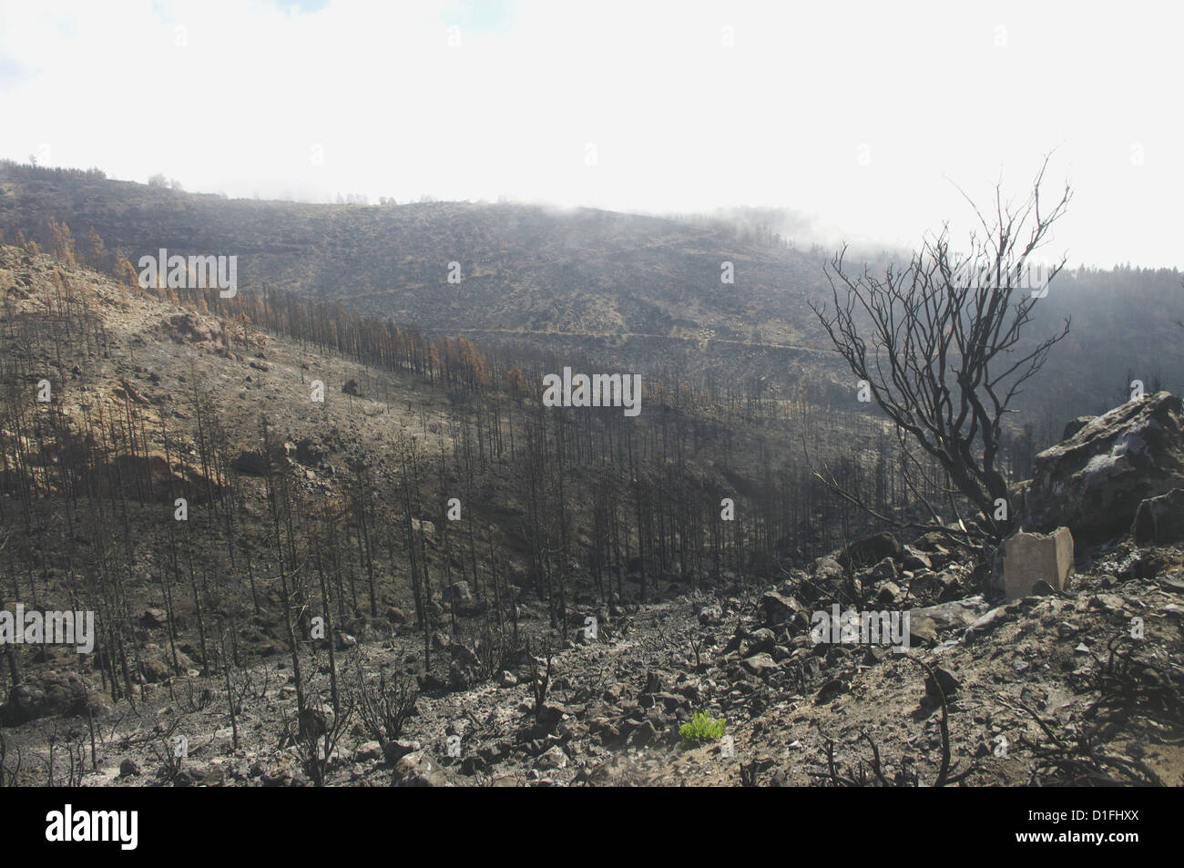 Habitat loss hi-res stock photography and images - Alamy