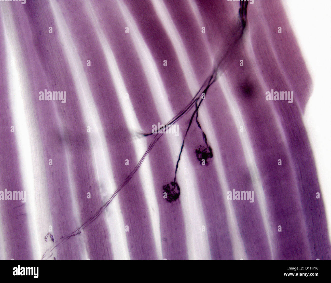 LM - MOTOR END PLATES Stock Photo - Alamy