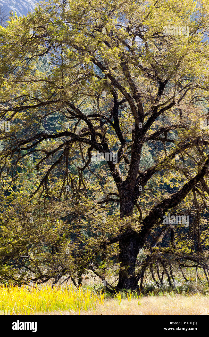 California tree hi-res stock photography and images - Alamy