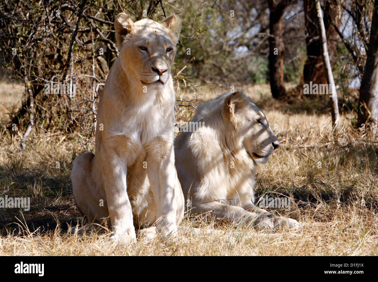 Lions south africa 2009 hi-res stock photography and images - Alamy