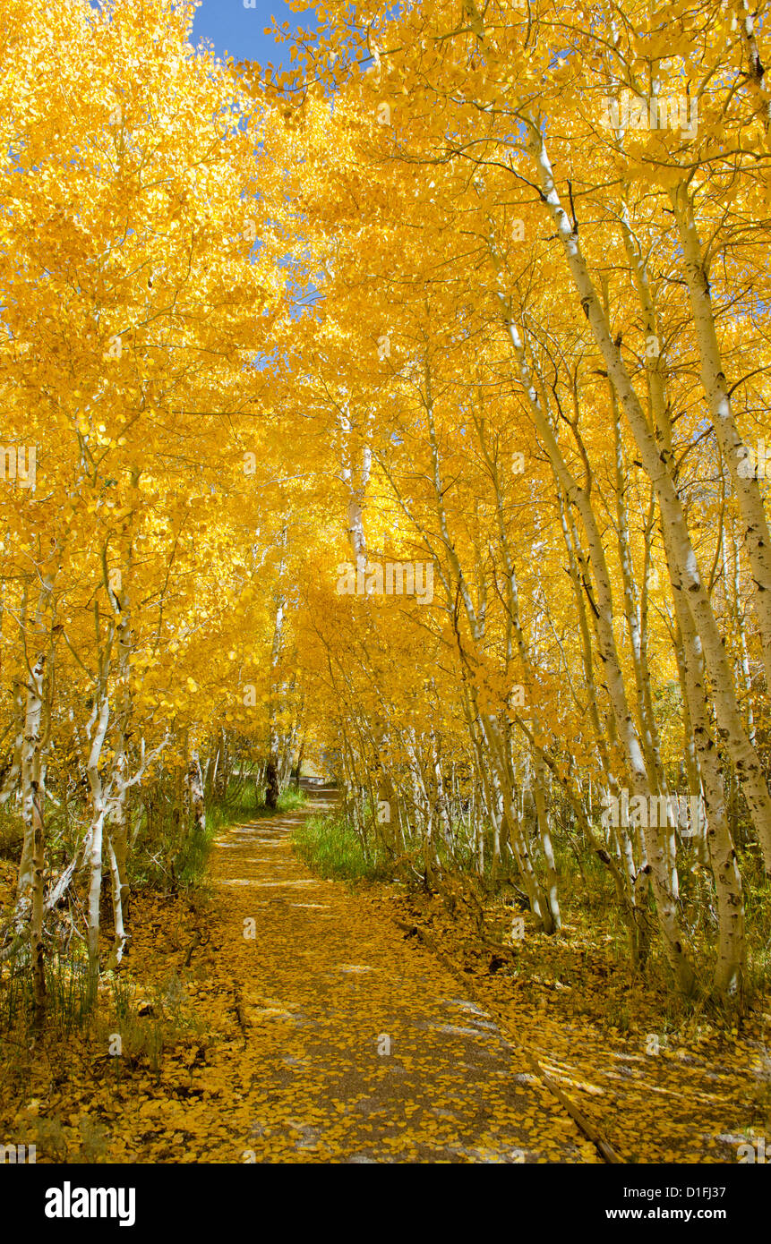 Fall colors Eastern Sierra mountains June Lake loop near Mammoth ...