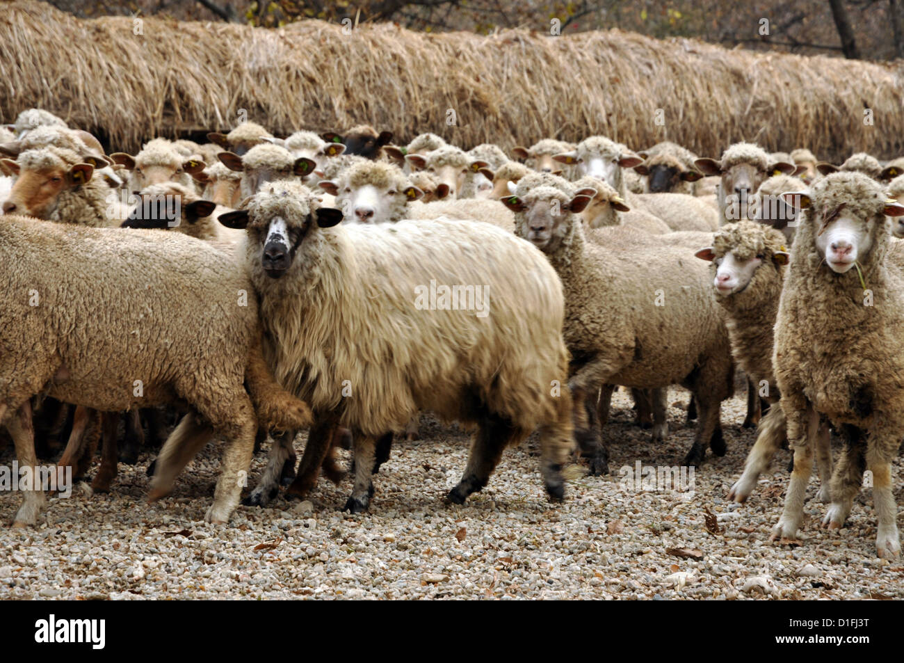 Herd of sheep gathering in Transylvania Stock Photo - Alamy