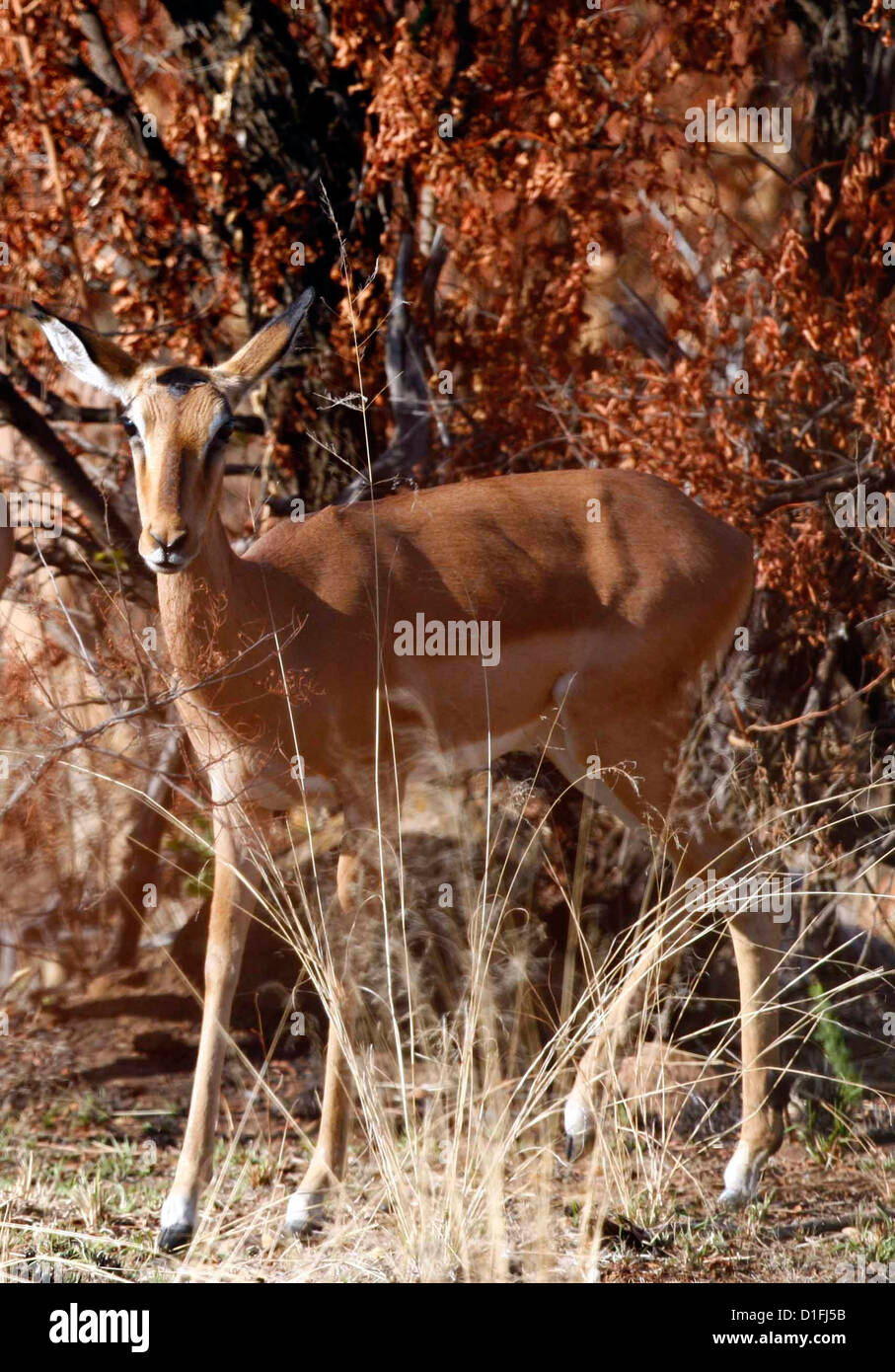 Rooibok hi-res stock photography and images - Alamy