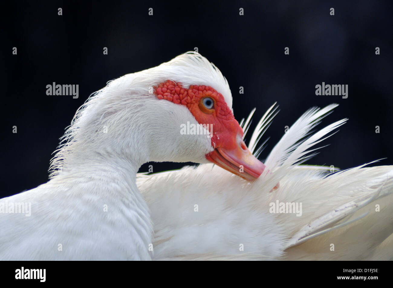 Goosey hi-res stock photography and images - Alamy