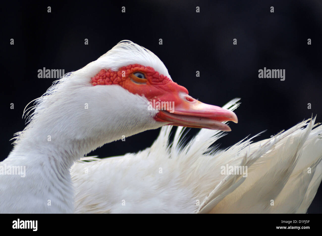 Goosey hi-res stock photography and images - Alamy