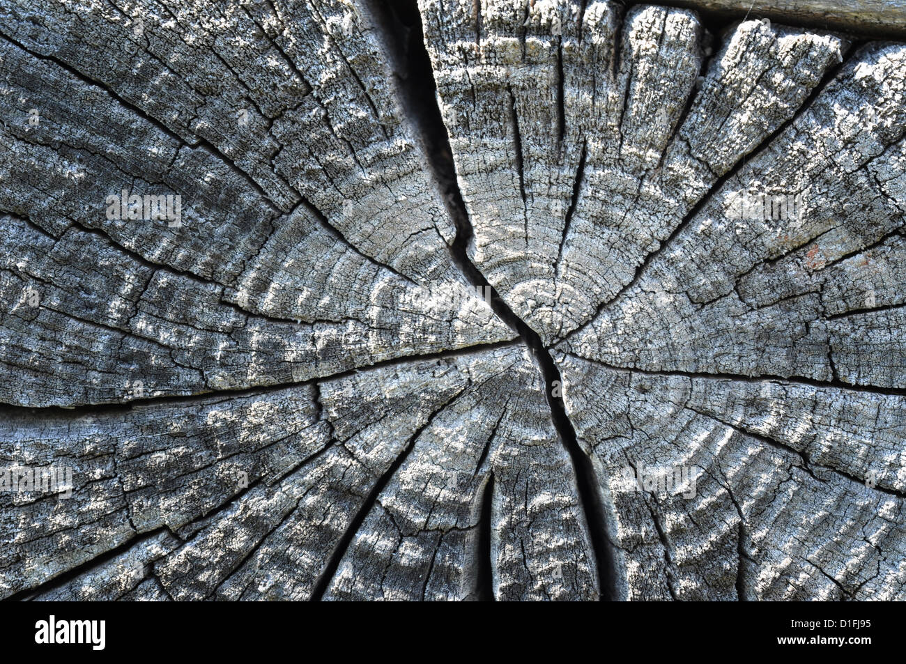 Dry wood timber natural background Stock Photo - Alamy