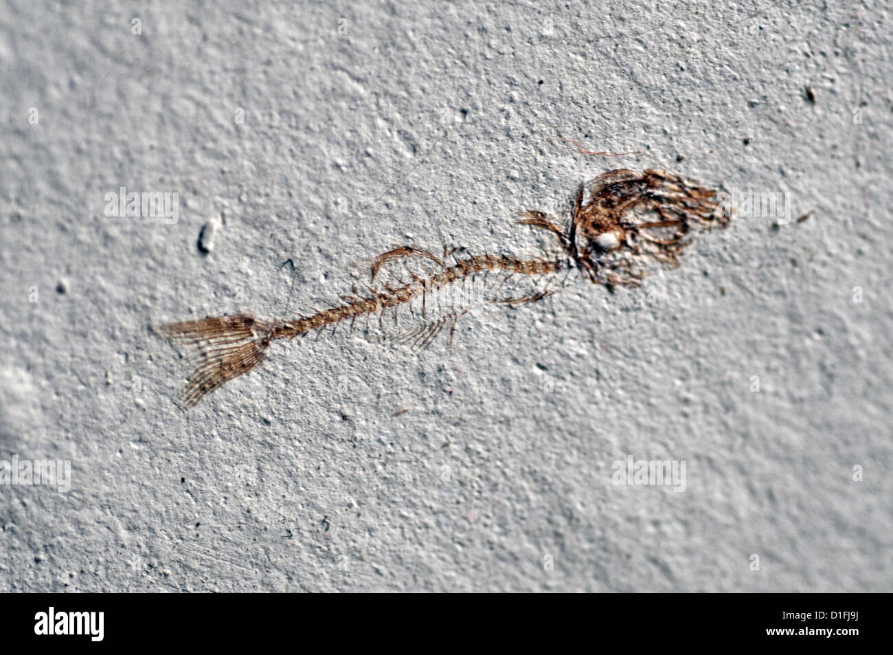 Sarmatian fossil fish skeleton with bone details Stock Photo - Alamy