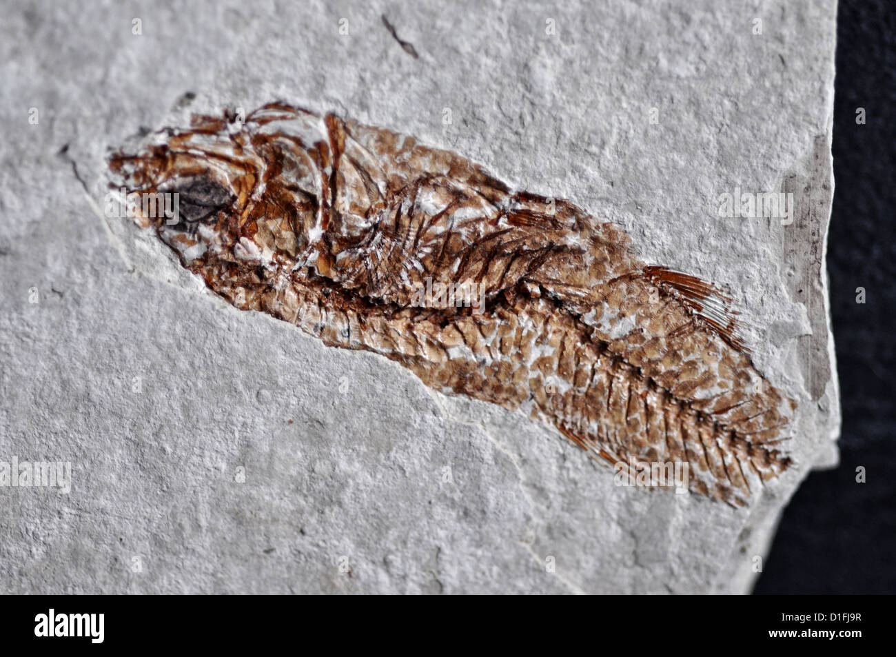 Fish bone structure hi-res stock photography and images - Alamy