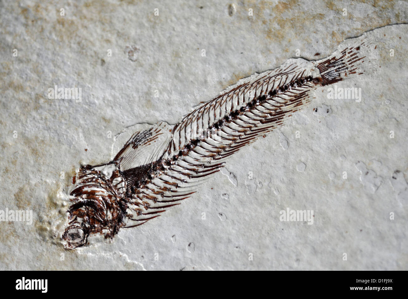 Fish bone structure hi-res stock photography and images - Alamy