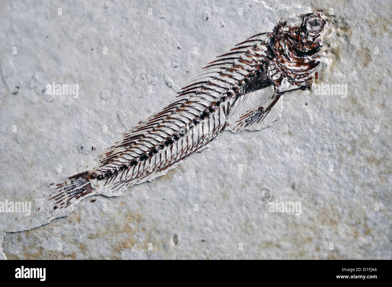 Fish bone structure hi-res stock photography and images - Alamy