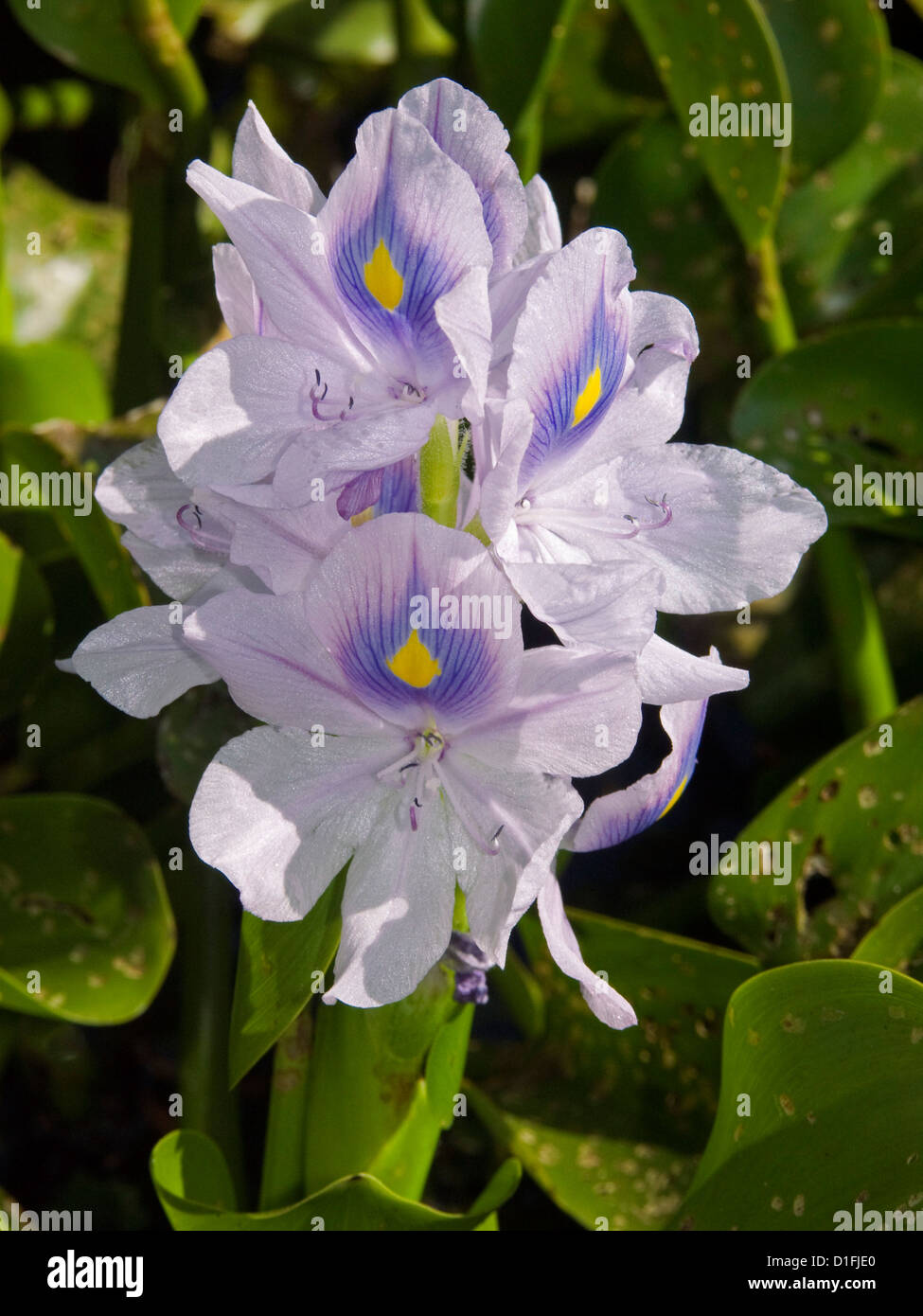 Mauve flower and foliage of water hyacinth, Eichhornia crassipes ...