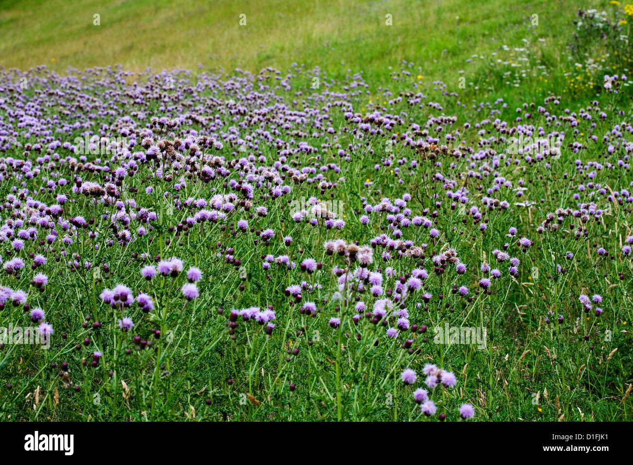 Common Knapweed growing in a dry chalk valley near Fridaythorpe ...