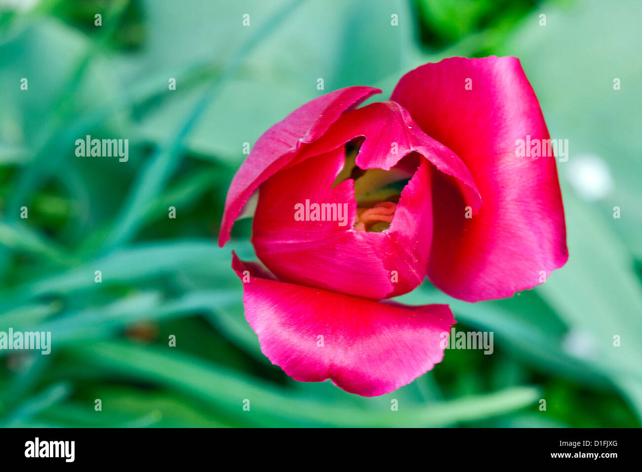 Opened red rose tulip against natural green background Stock Photo - Alamy