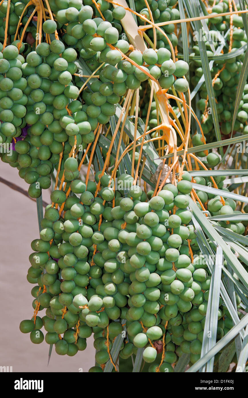 Bunch of green fruits/seeds from a palm tree Stock Photo - Alamy