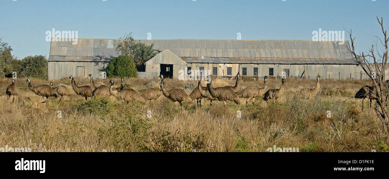 Shearing shed hi-res stock photography and images - Alamy