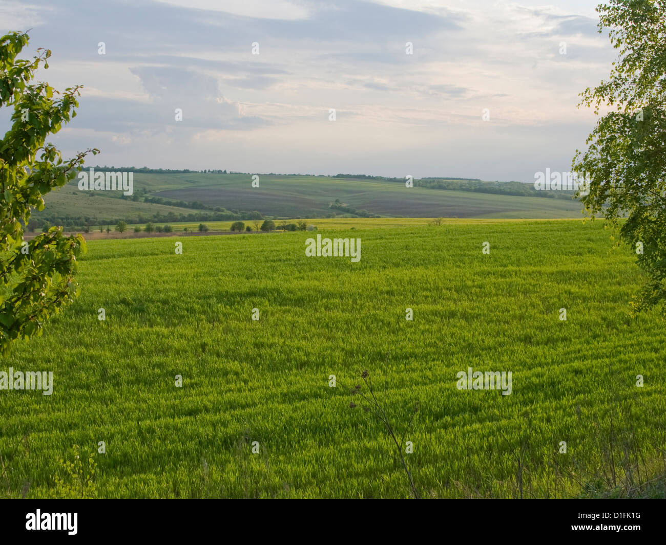 Green field in Ukraine Stock Photo - Alamy