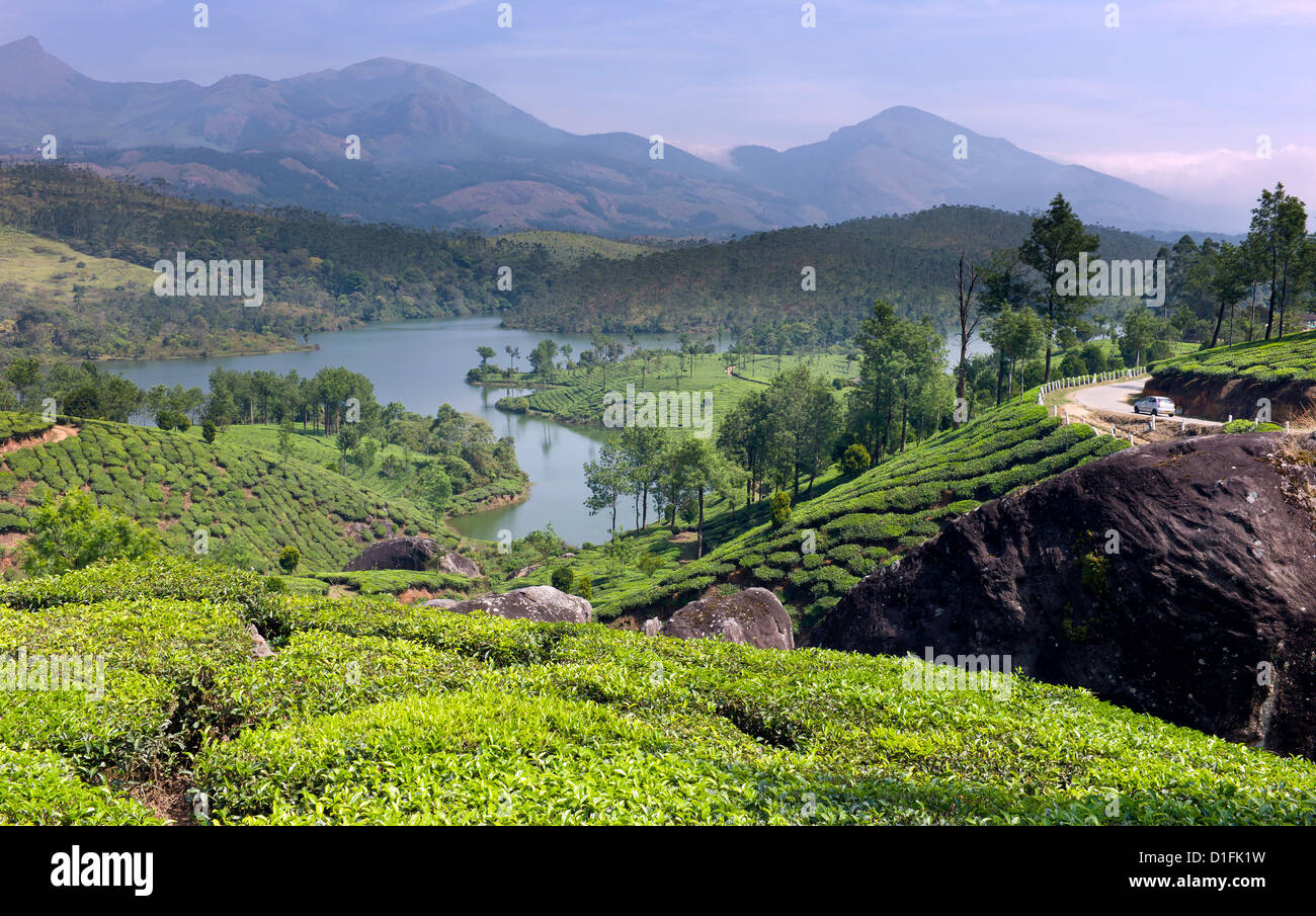 Tea plantation in Munnar, Kerala, India showing the rows of tea trees ...