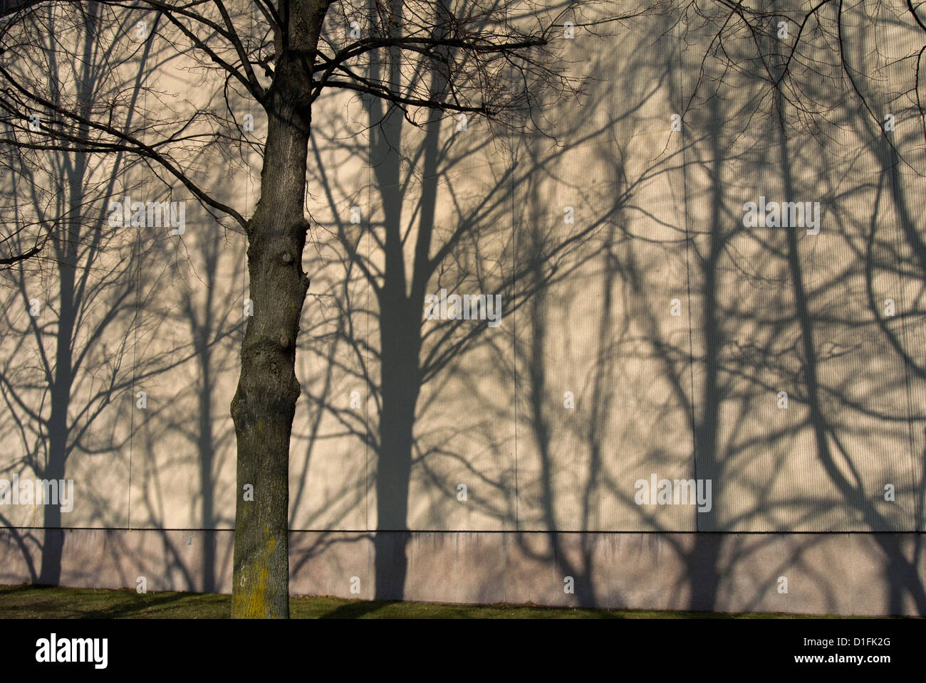 Tree casting shadows on wall Stock Photo - Alamy