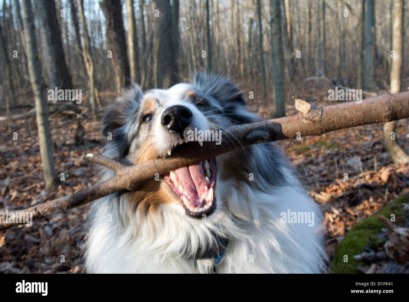 Fetch the stick hi-res stock photography and images - Alamy