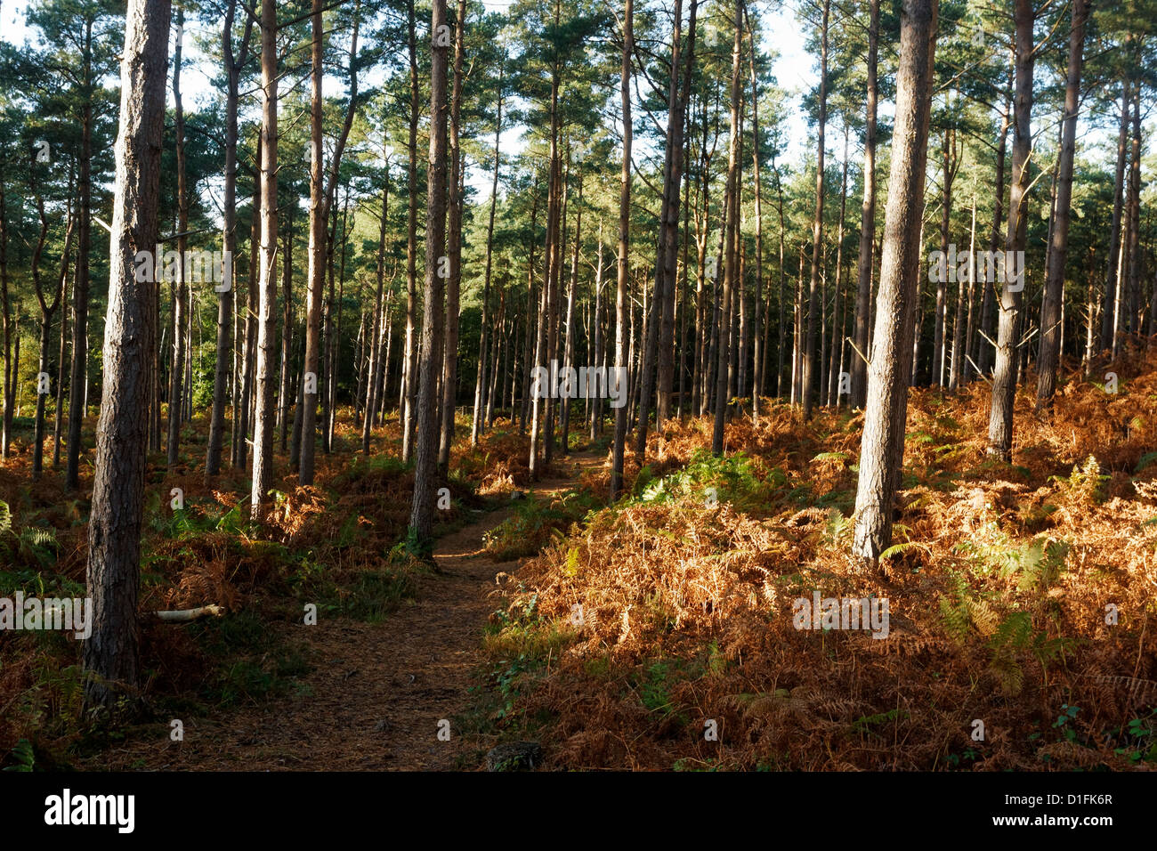 Pulborough Brooks RSPB Reserve, West Sussex, October 2012 Stock Photo ...