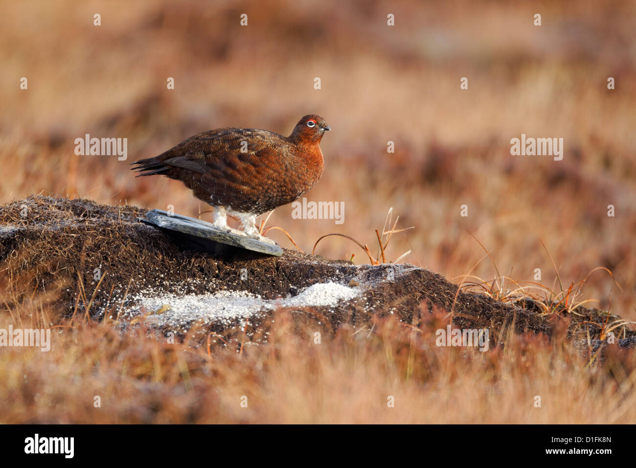 Red grouse, Lagopus lagopus scoticus, single bird on ground by food ...