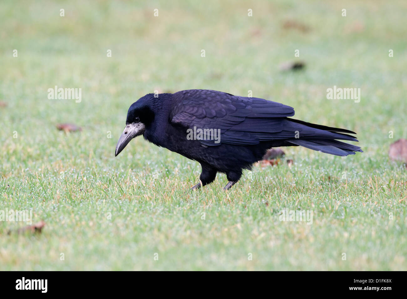 Rook, Corvus frugilegus, single bird on grass, Highlands, Scotland ...