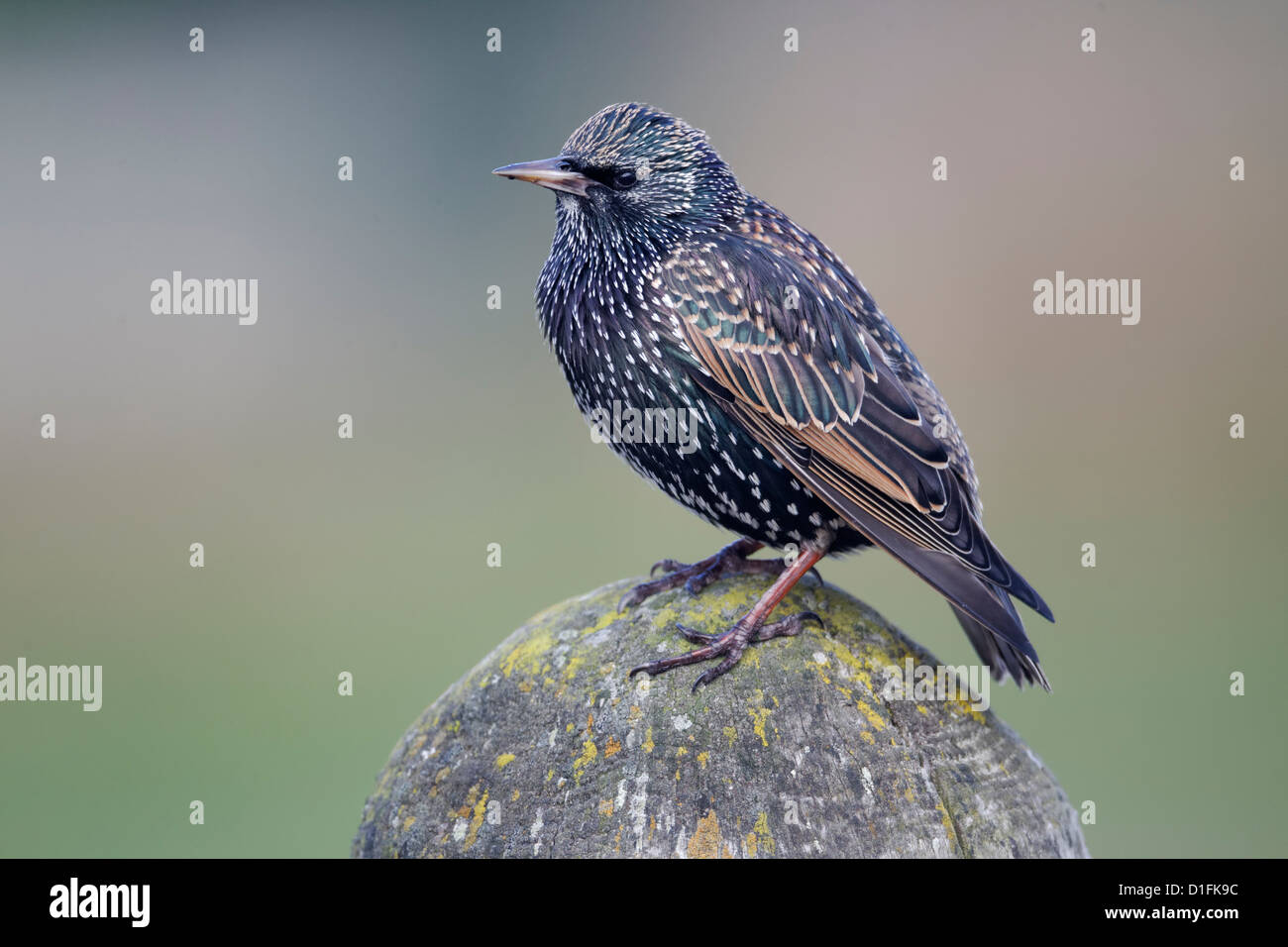 Starling, Sturnus vulgaris, single bird on fence, Highlands, Scotland ...