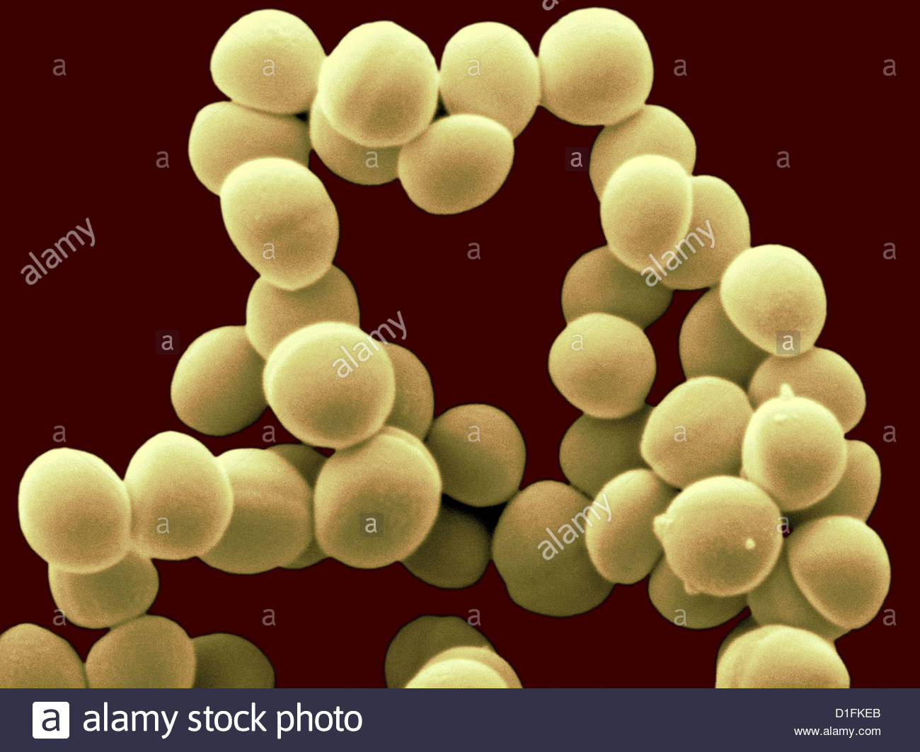 Epidermidis Stock Photos & Epidermidis Stock Images - Alamy