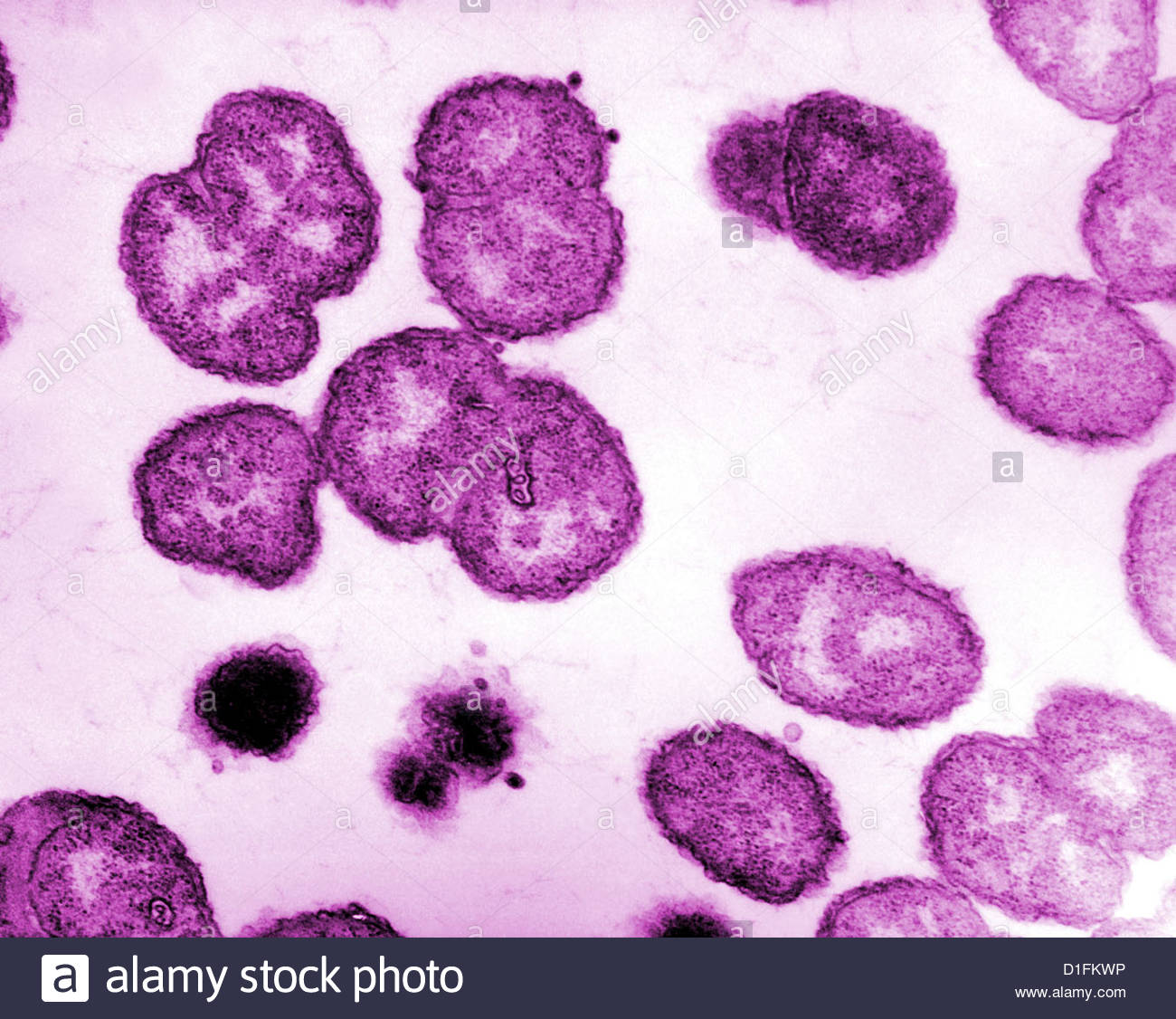 Diplococci Stock Photos & Diplococci Stock Images - Alamy