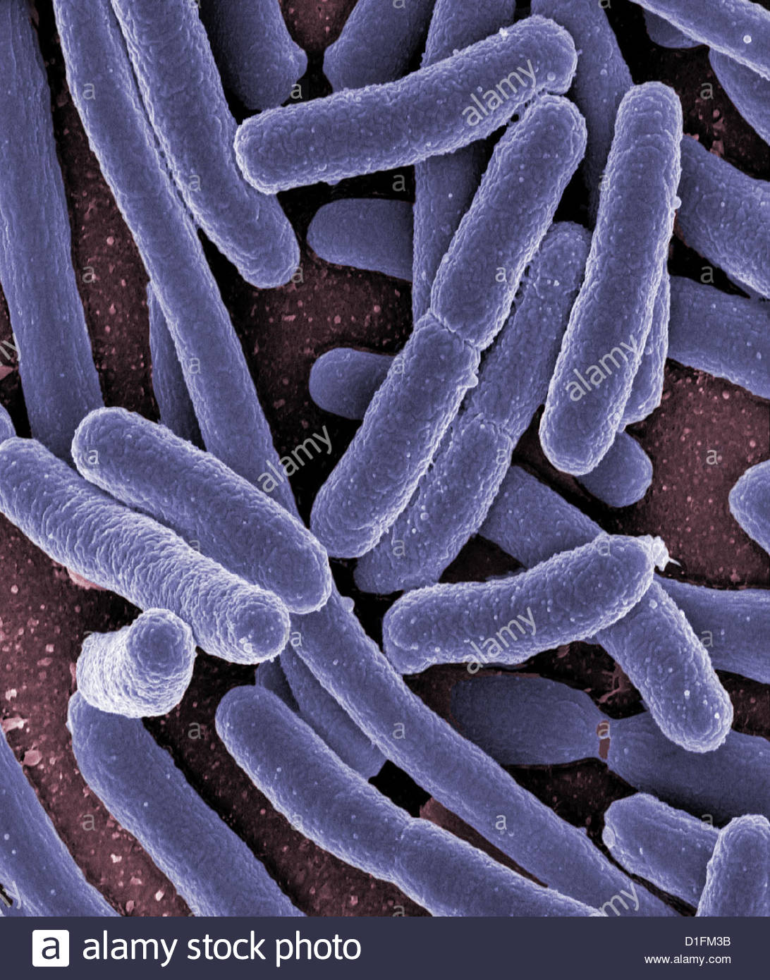 Coliform Bacteria Stock Photos & Coliform Bacteria Stock Images - Alamy