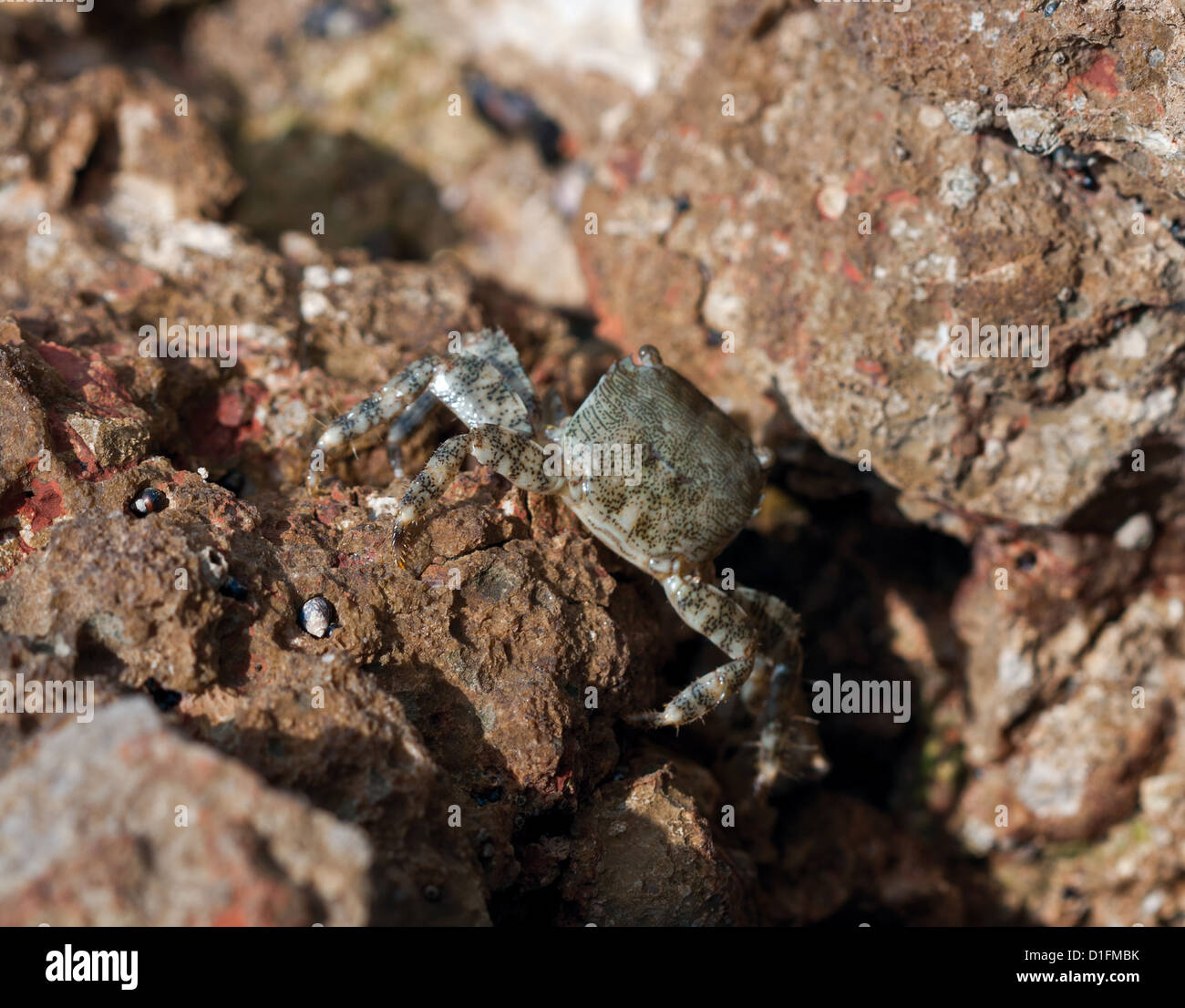 Small crab hidden in rock Stock Photo - Alamy