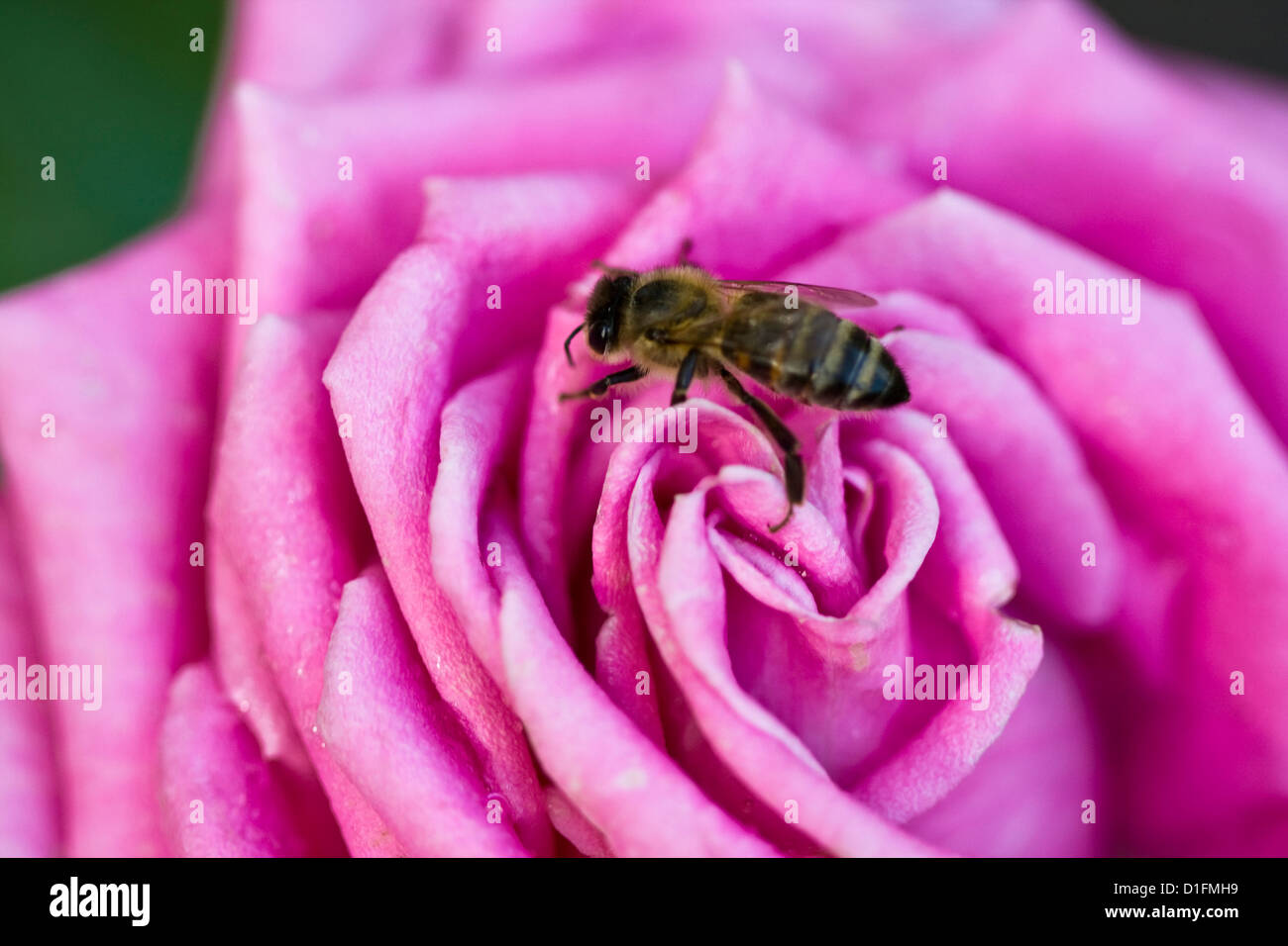 Rose bee bloom hi-res stock photography and images - Alamy
