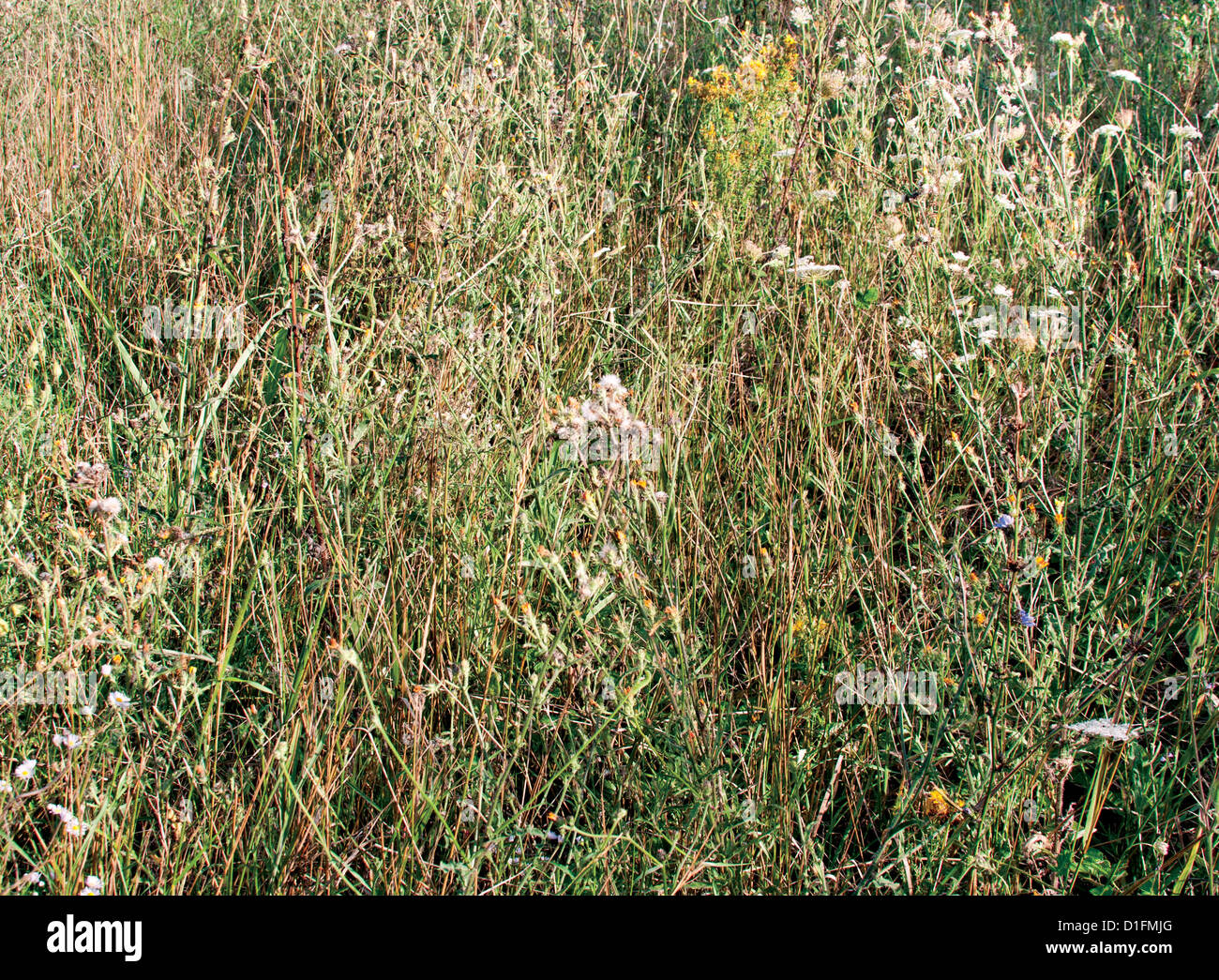 Wild grass background Stock Photo - Alamy