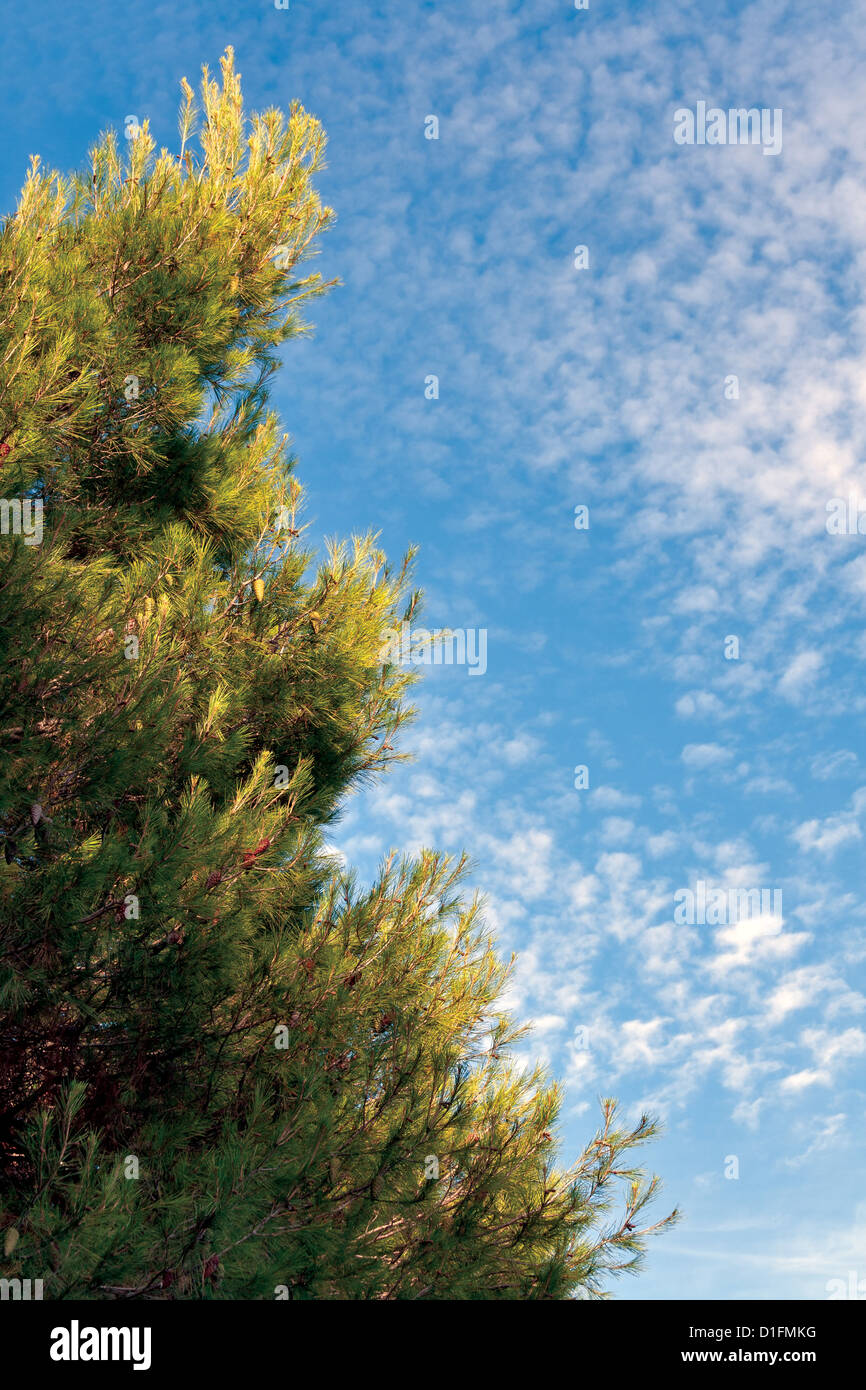 Silver fir tree hi-res stock photography and images - Alamy