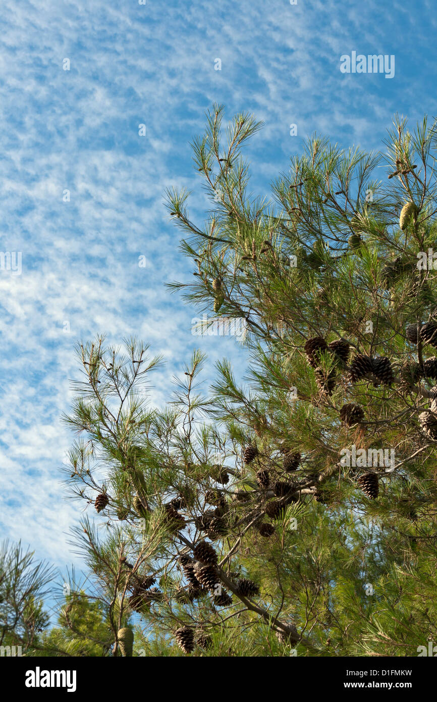 Silver fir tree hi-res stock photography and images - Alamy