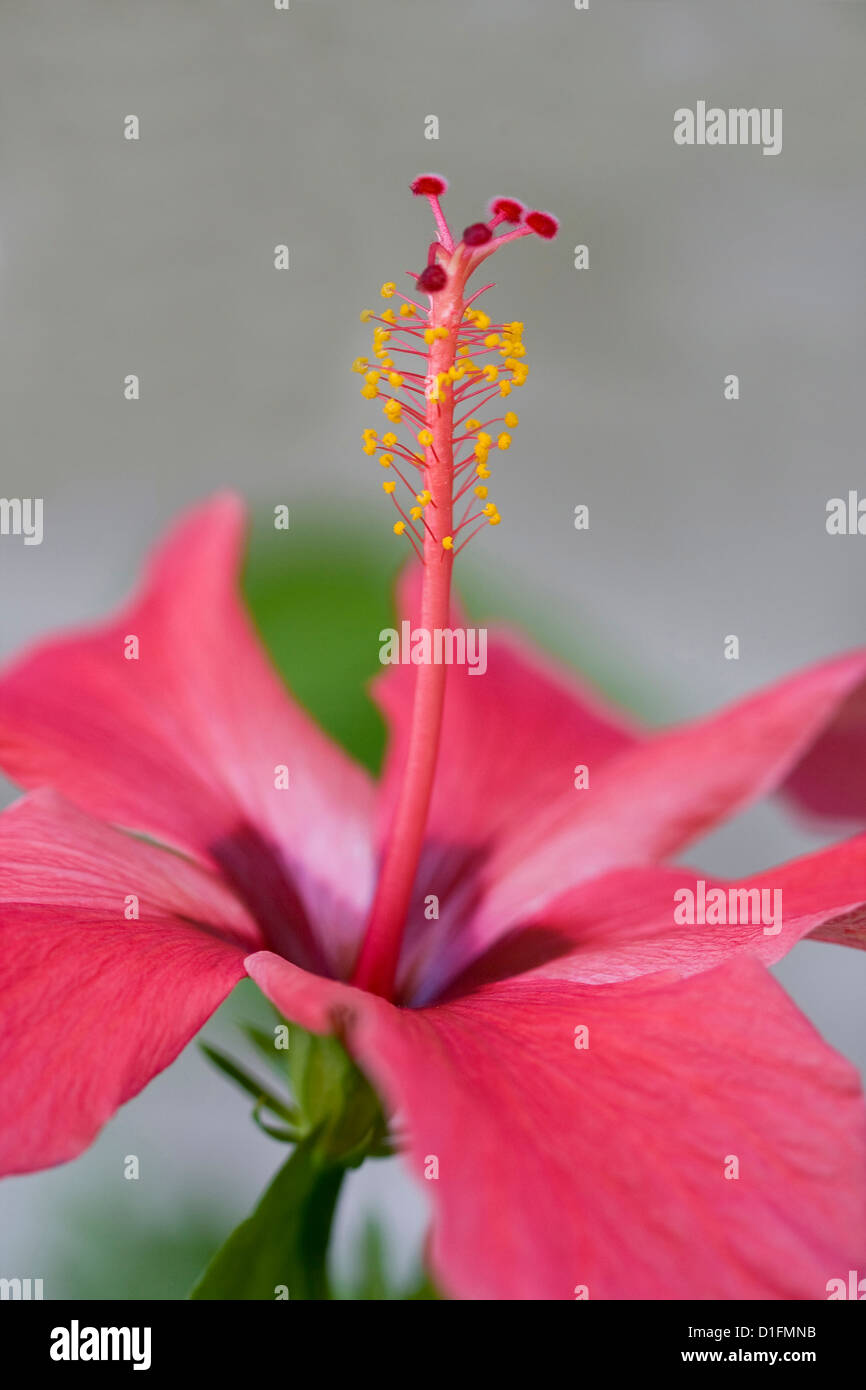 Purple hibiscus close up against grey background Stock Photo - Alamy