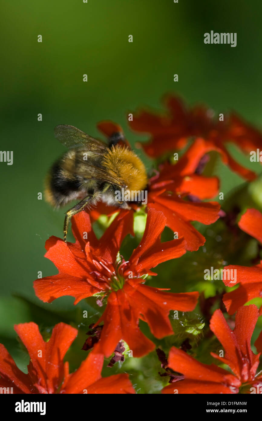 Big bumblebee on a red flower on soft green background Stock Photo - Alamy