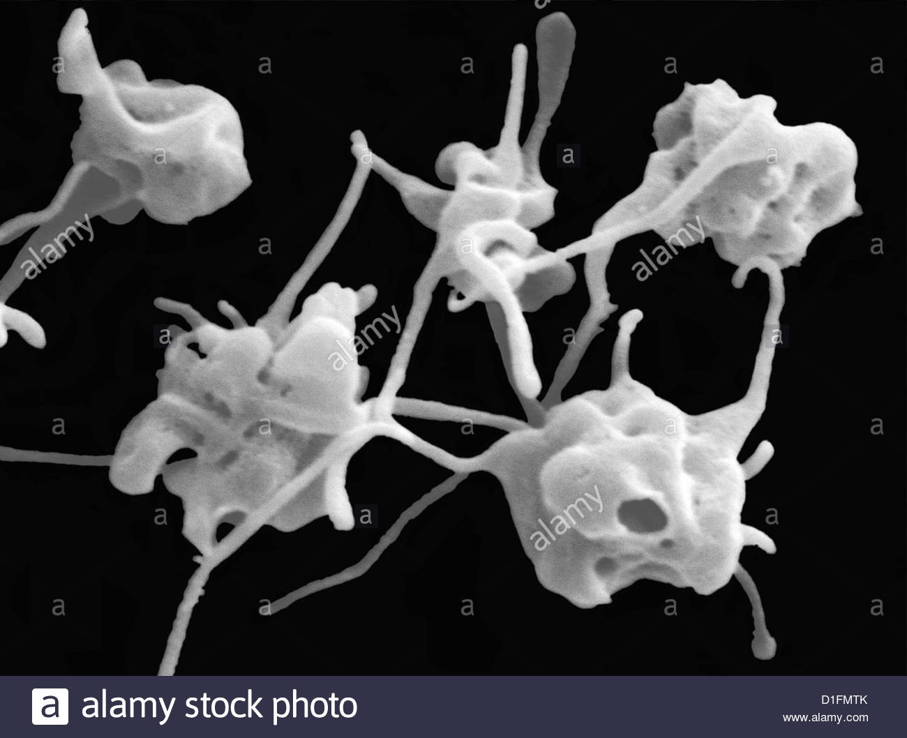 Activated Platelets Stock Photos & Activated Platelets Stock Images - Alamy