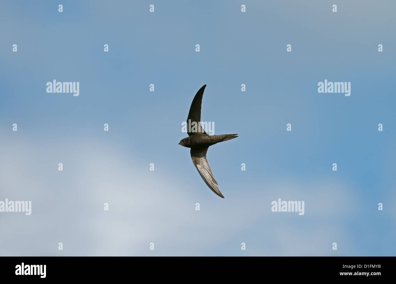 Swift hi-res stock photography and images - Alamy