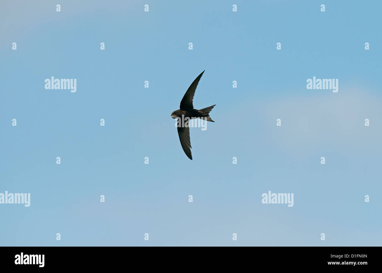 Flying swift uk hi-res stock photography and images - Alamy