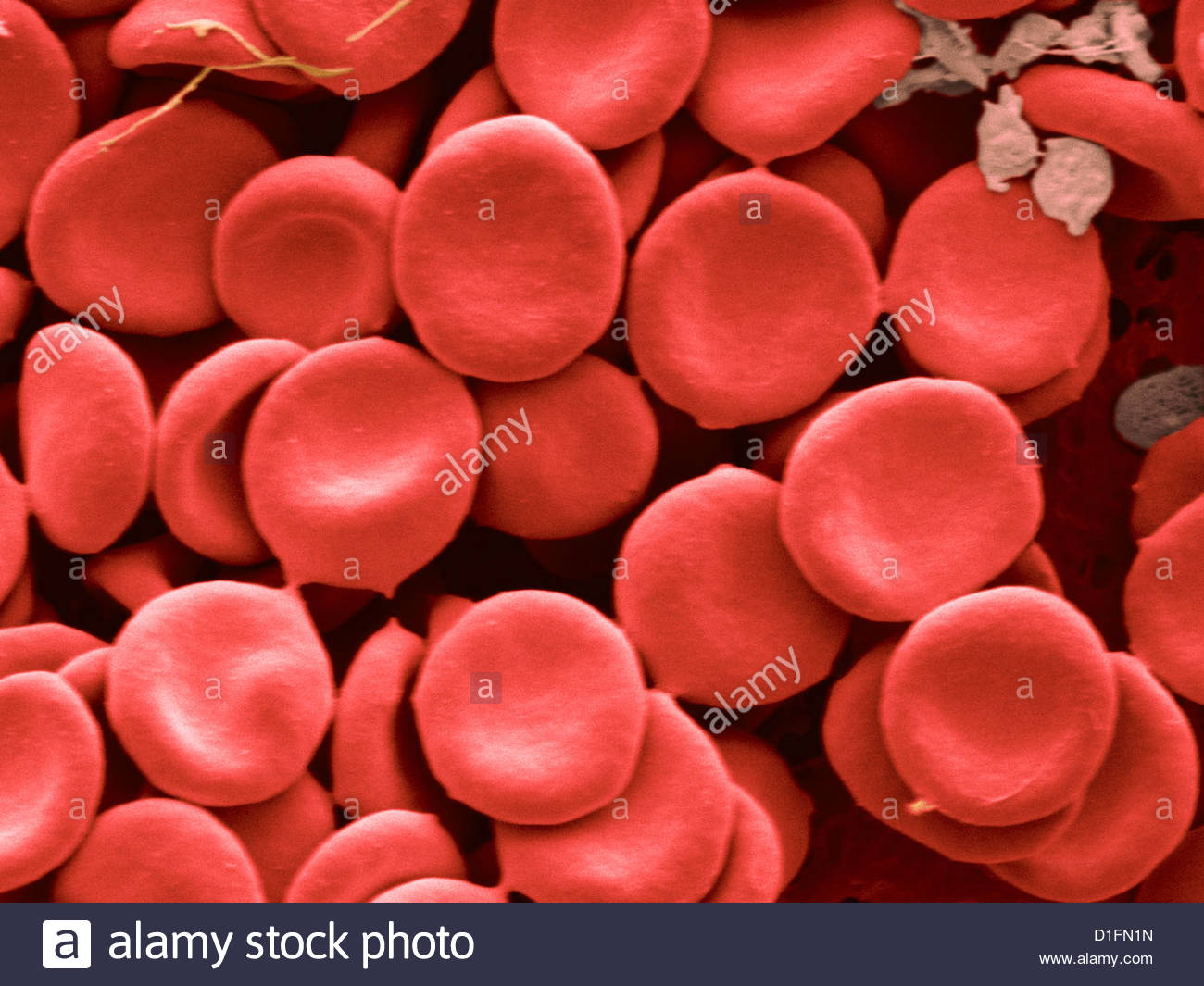 Human Red Blood Cells Sem Stock Photos & Human Red Blood Cells Sem ...