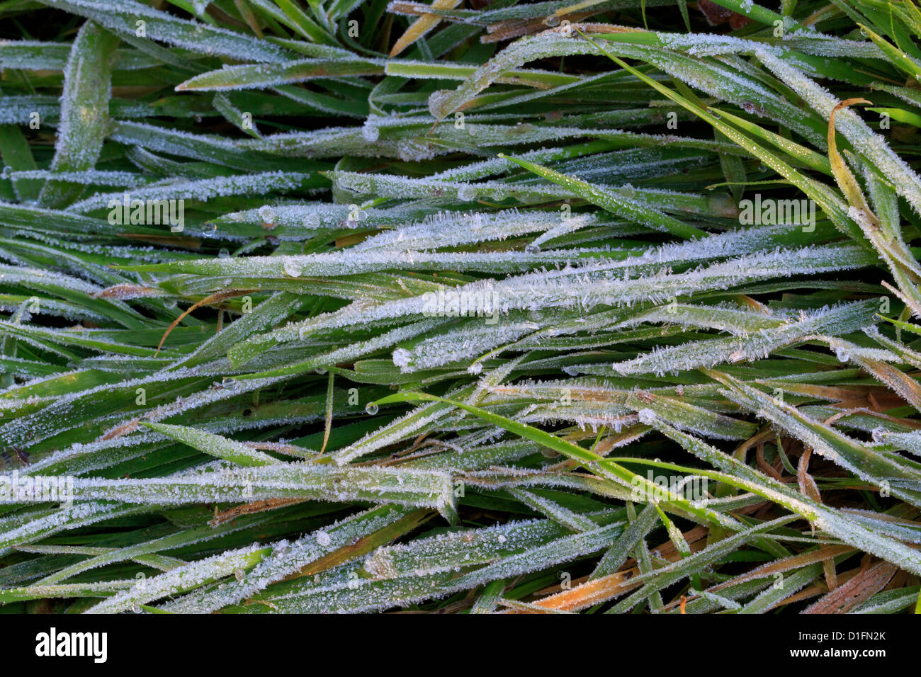 Frost grass uk hi-res stock photography and images - Alamy