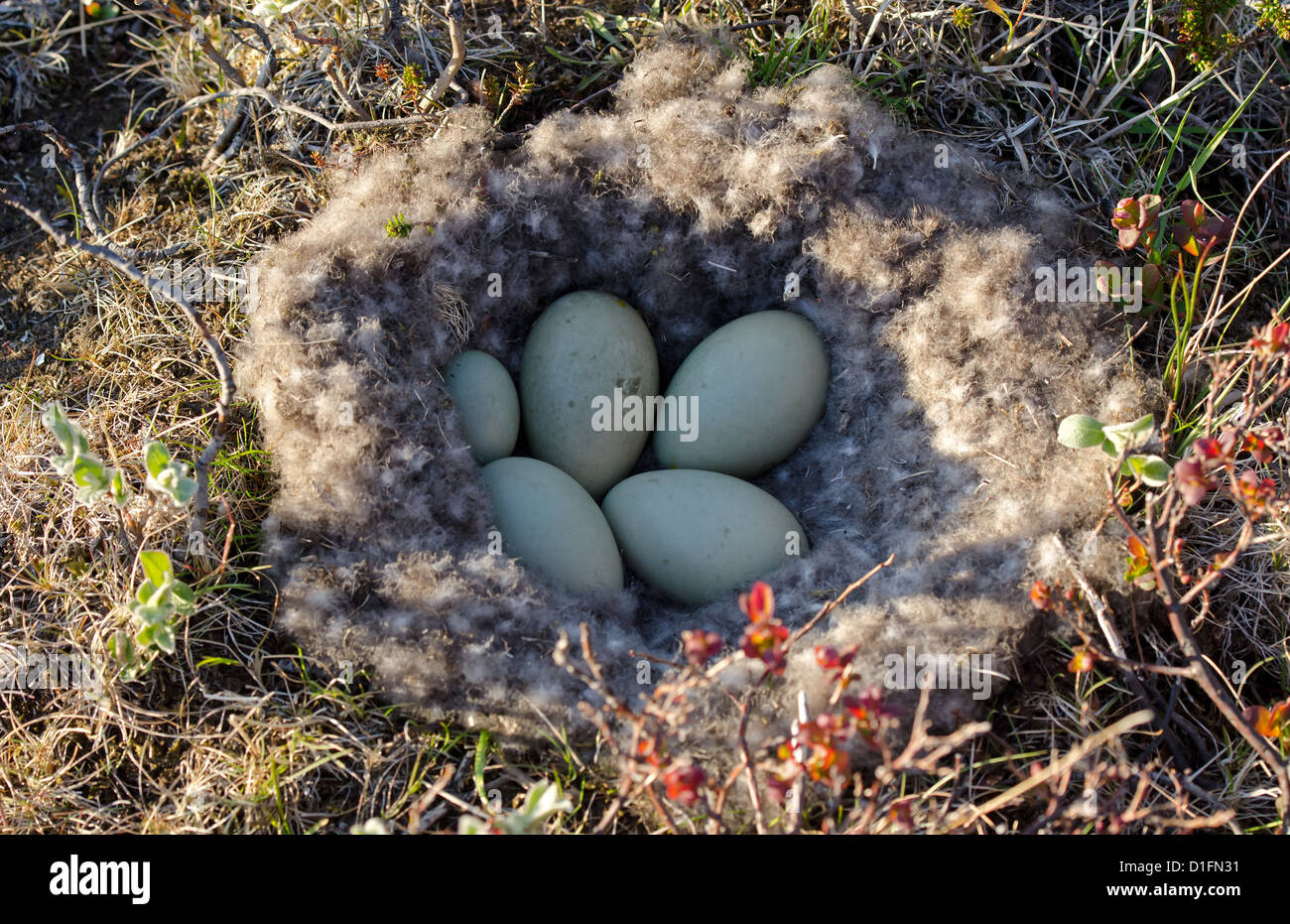 Common Eider nest with 5 eggs one very small Iceland Stock Photo - Alamy