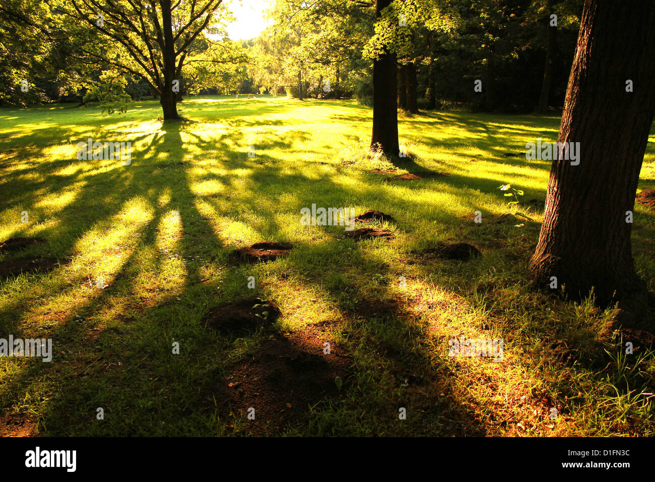 Trees casting large shadows in the woods Stock Photo - Alamy