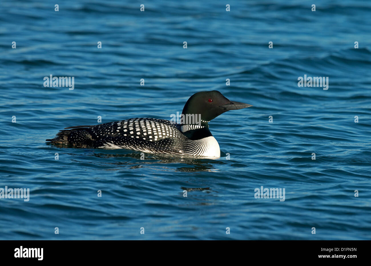 Great Northern Diver in breeding plumage Stock Photo - Alamy