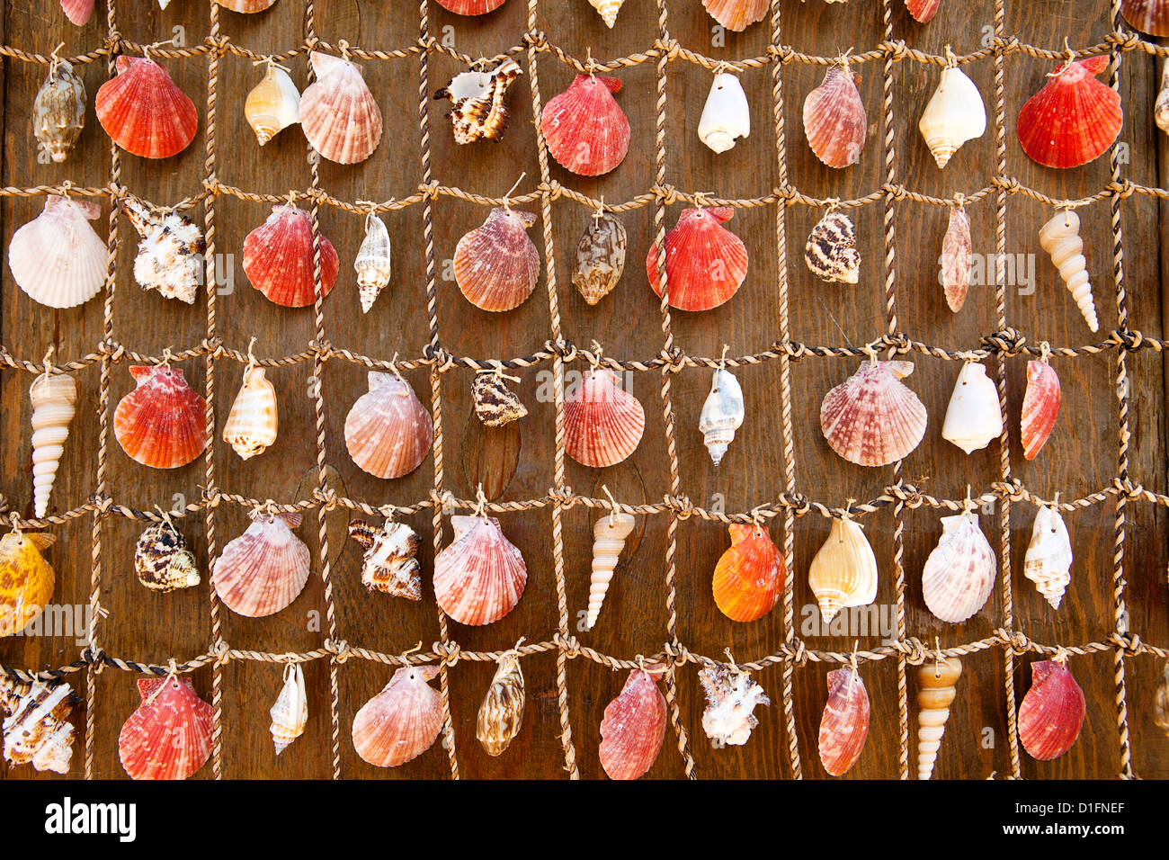 Colorful display of shells hi-res stock photography and images - Alamy