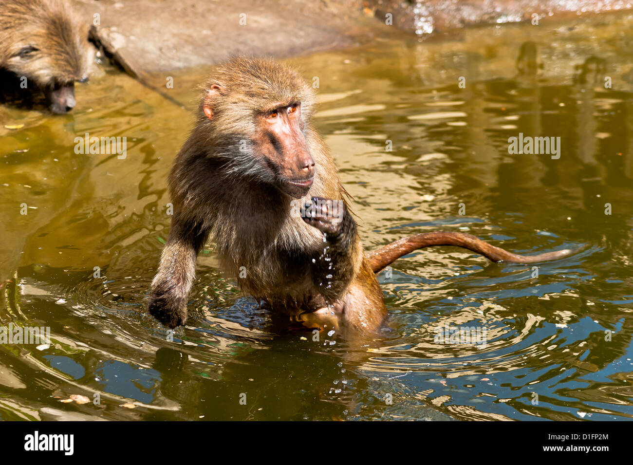 Asking for swimming hi-res stock photography and images - Alamy