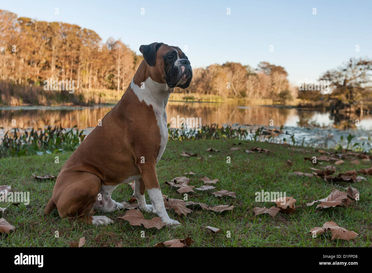 A five year old male pedigree white fawn boxer show dog Stock Photo - Alamy