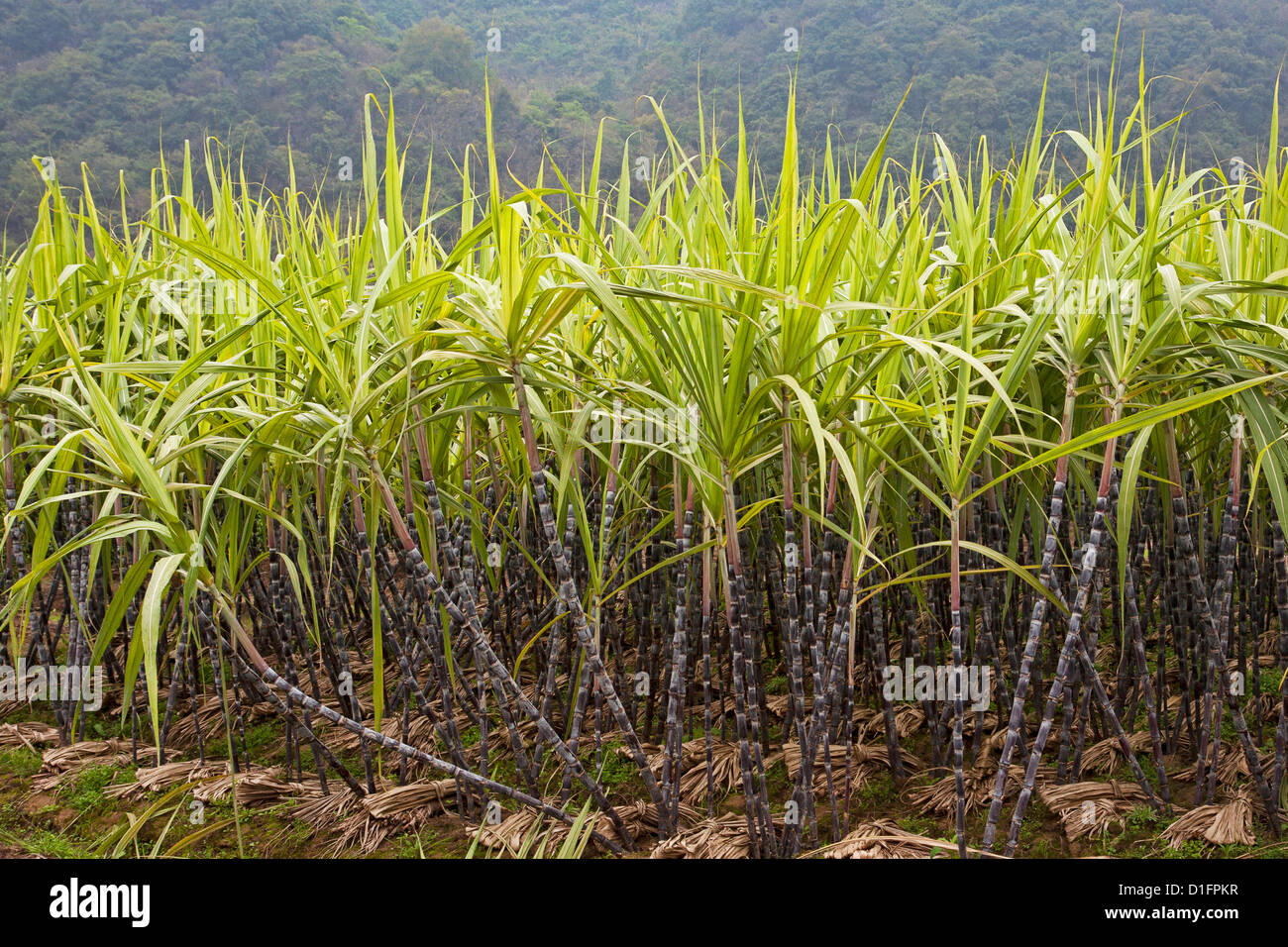 Cane growing hi-res stock photography and images - Alamy